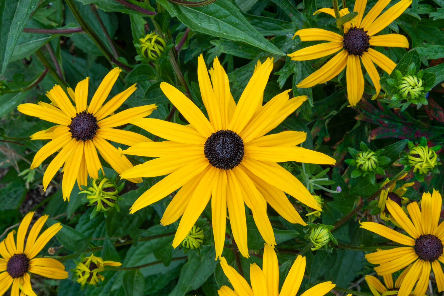 Peat-free Plants – Page 3 – Barnsdale Gardens