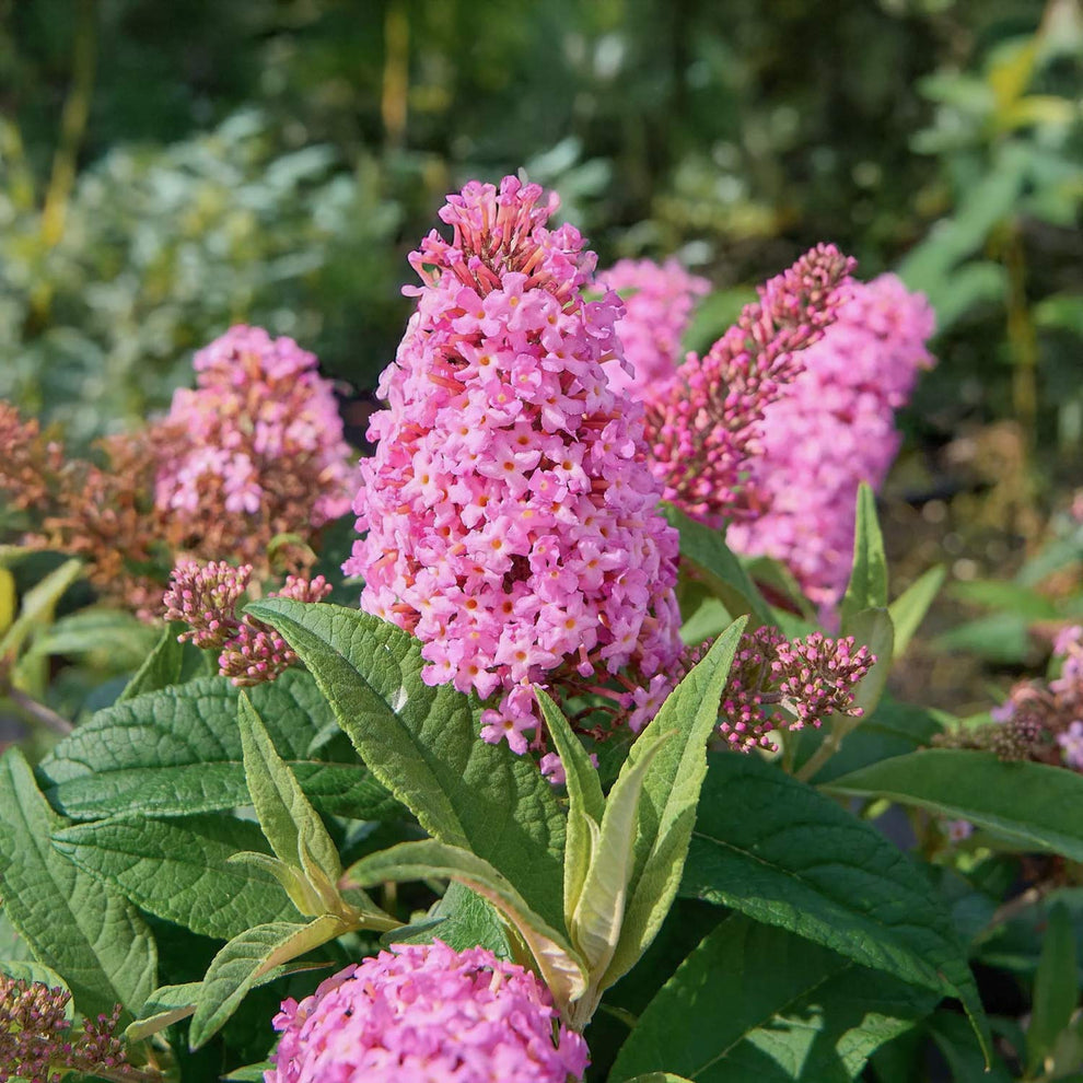Buddleja 'Little Pink' (Butterfly Candy Series) – Barnsdale Gardens