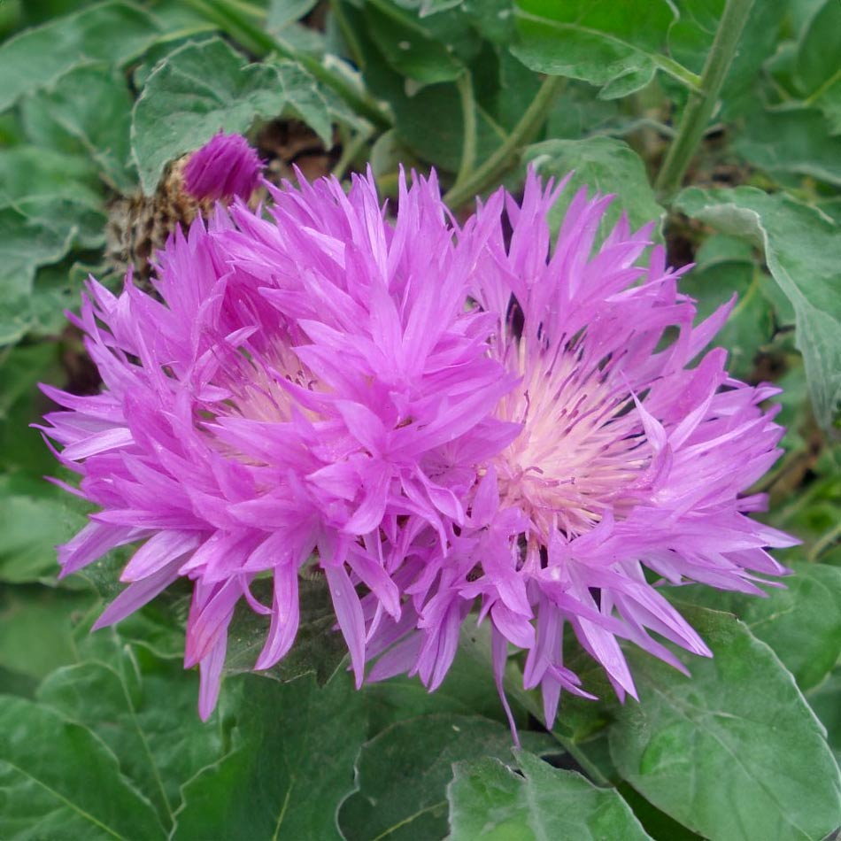 Centaurea 'John Coutts' – Barnsdale Gardens