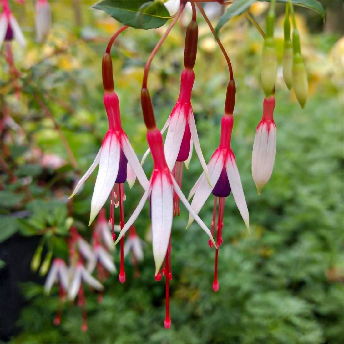 Fuchsia magellanica var. molinae 'Sharpitor' – Barnsdale Gardens
