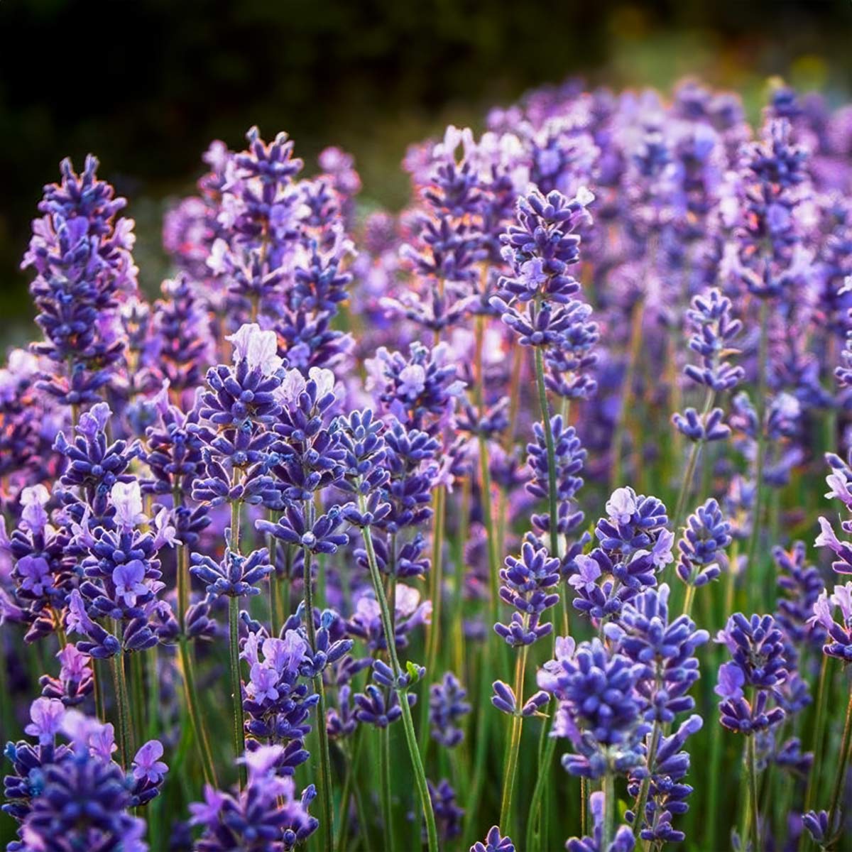 Lavandula x intermedia 'Old English Group' – Barnsdale Gardens