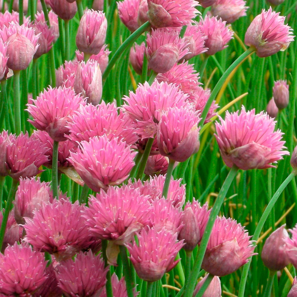 Allium schoenoprasum ‘Forescate’ – Ornamental Edible Chive – Barnsdale ...
