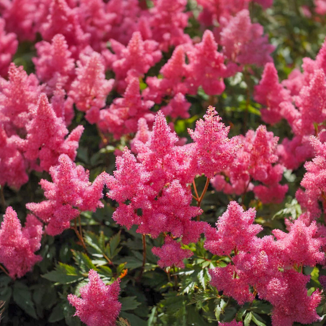 Astilbe 'Elizabeth Bloom' – Barnsdale Gardens
