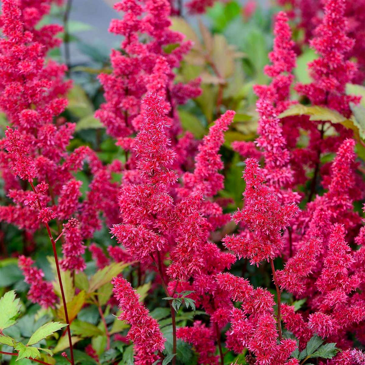 Astilbe Fanal Barnsdale Gardens Astilbe Fanal Barnsdale Gardens