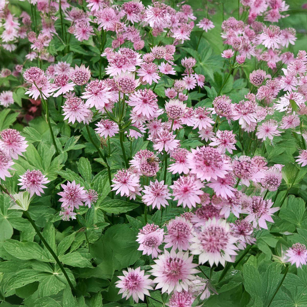 Astrantia major 'Roma' – Barnsdale Gardens