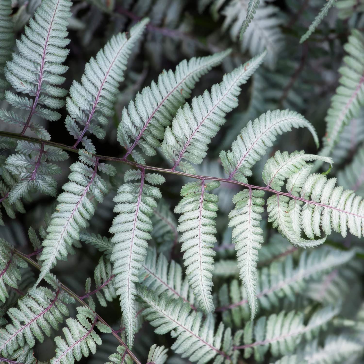 Athyrium ‘Metallicum’ – Silver Japanese Painted Fern – Barnsdale Gardens