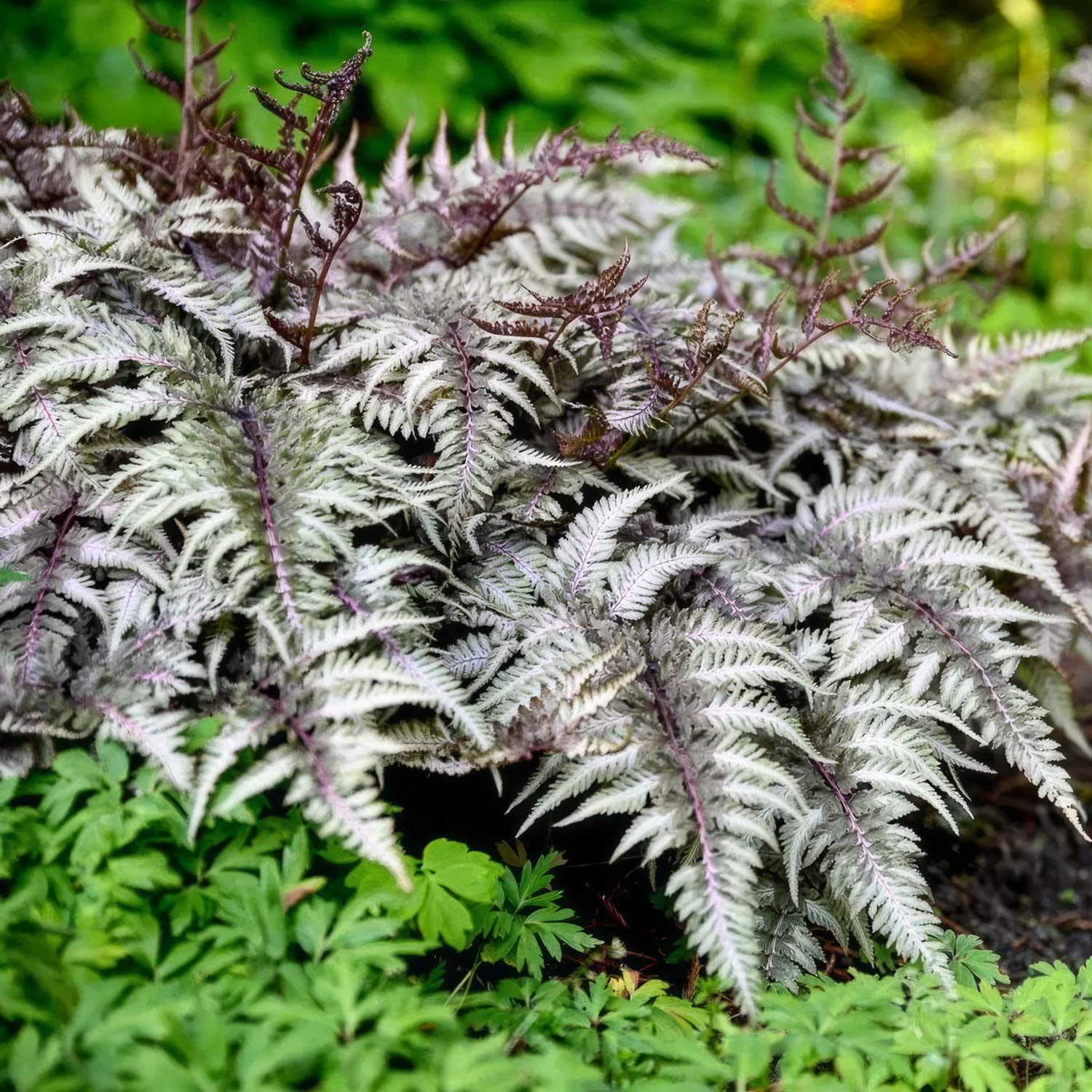 Athyrium ‘Metallicum’ – Silver Japanese Painted Fern – Barnsdale Gardens