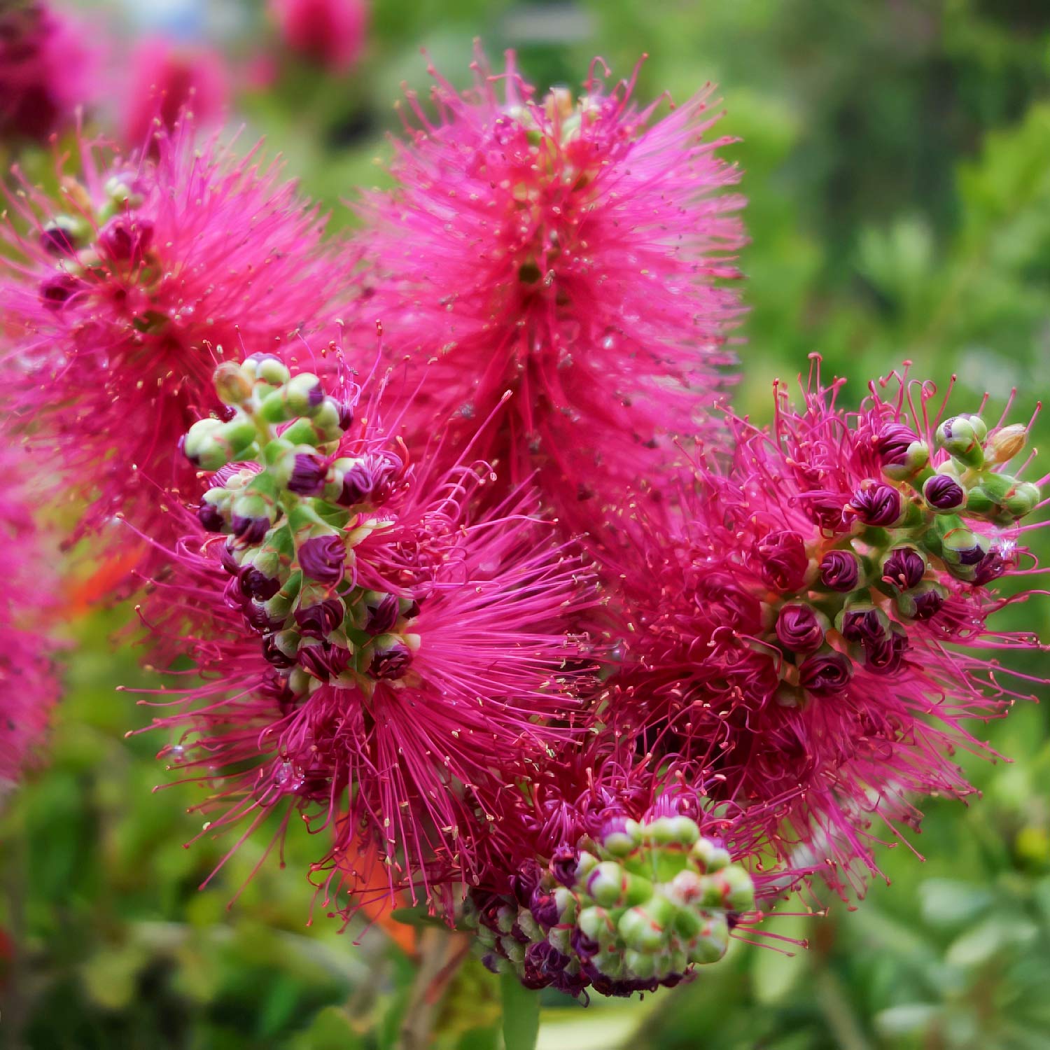 Callistemon viminalis ‘Hot Pink’ | Vibrant Bottlebrush Shrub ...