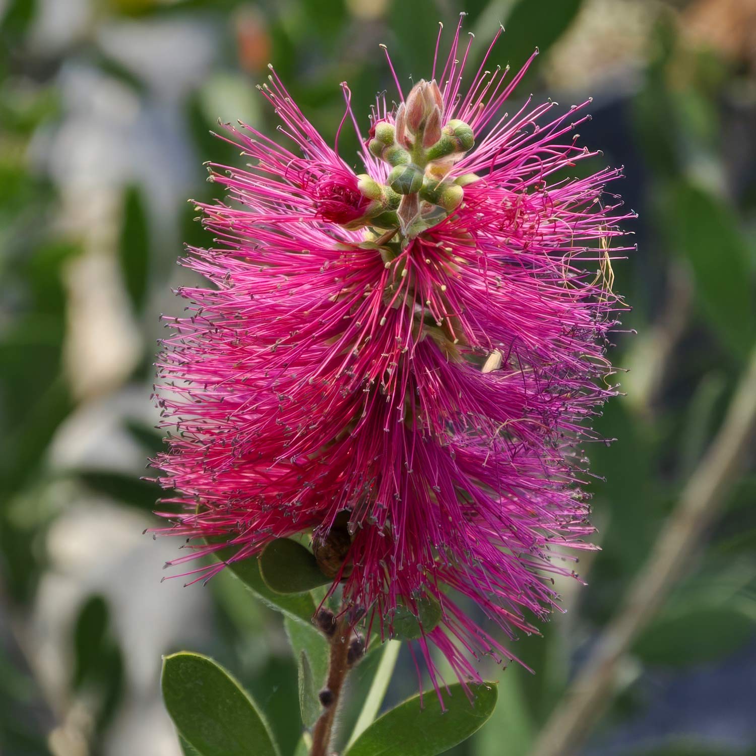 Callistemon viminalis ‘Hot Pink’ | Vibrant Bottlebrush Shrub ...