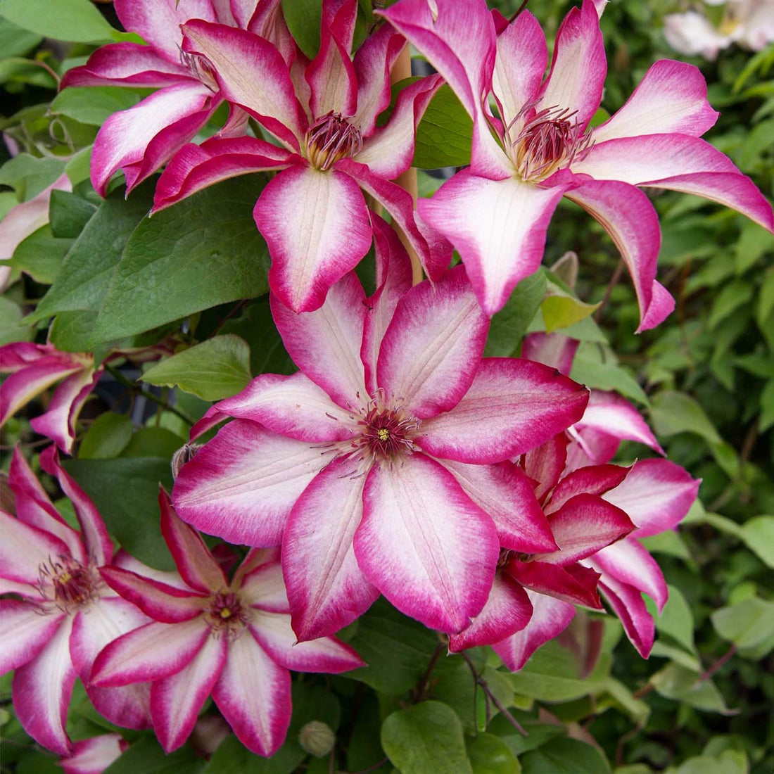 Clematis Picotee – Barnsdale Gardens