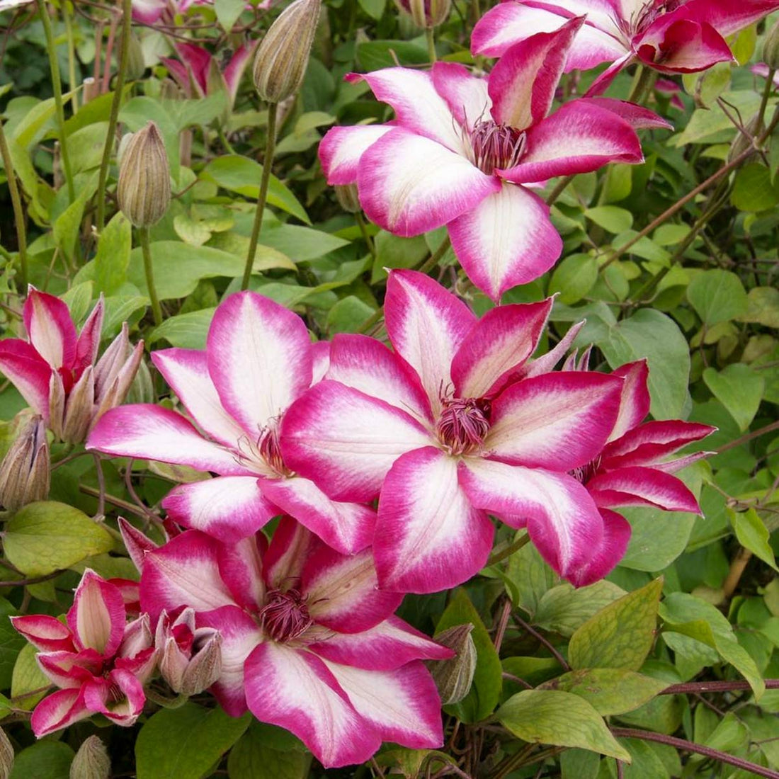 Clematis Picotee – Barnsdale Gardens