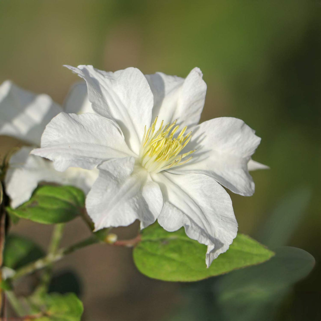 Clematis 'White Arabella' – Barnsdale Gardens