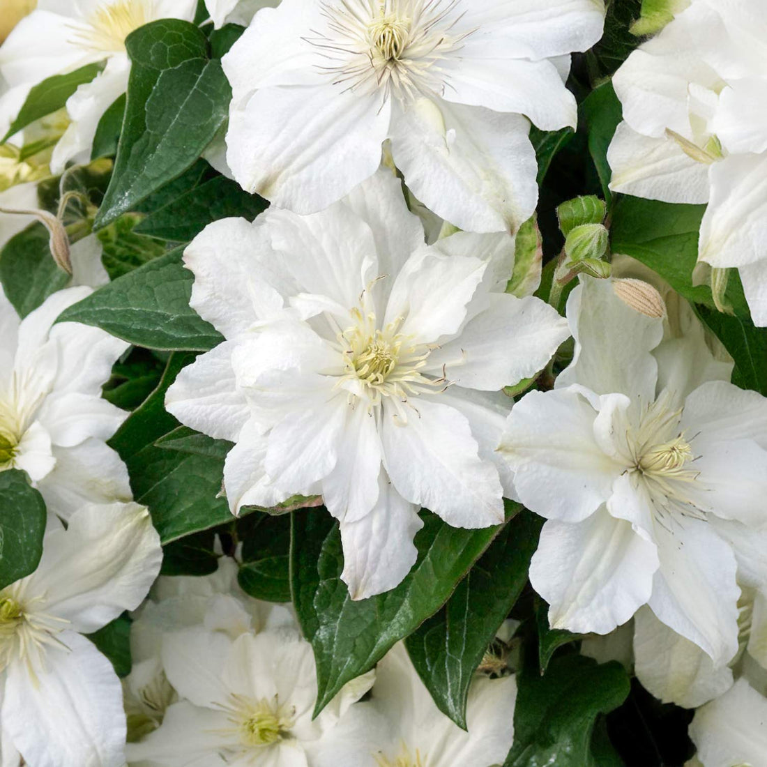 Clematis 'White Arabella' | Pure White Climber | Barnsdale Gardens