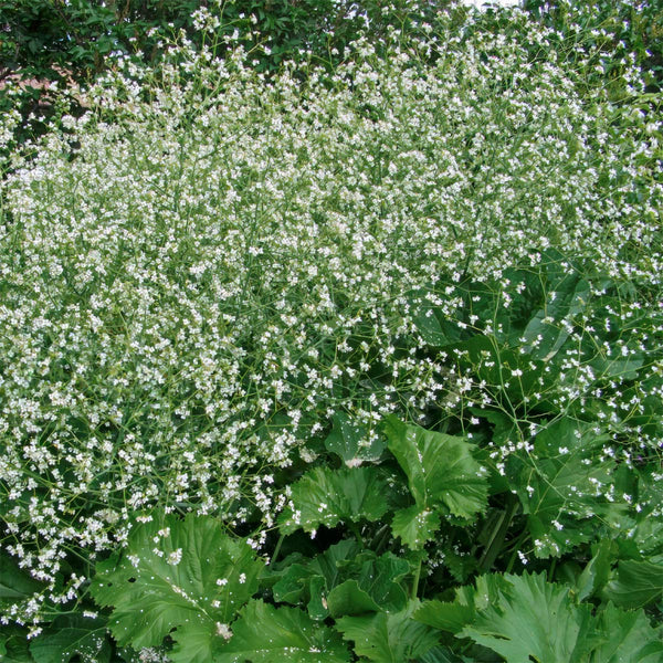 Crambe cordifolia – Barnsdale Gardens
