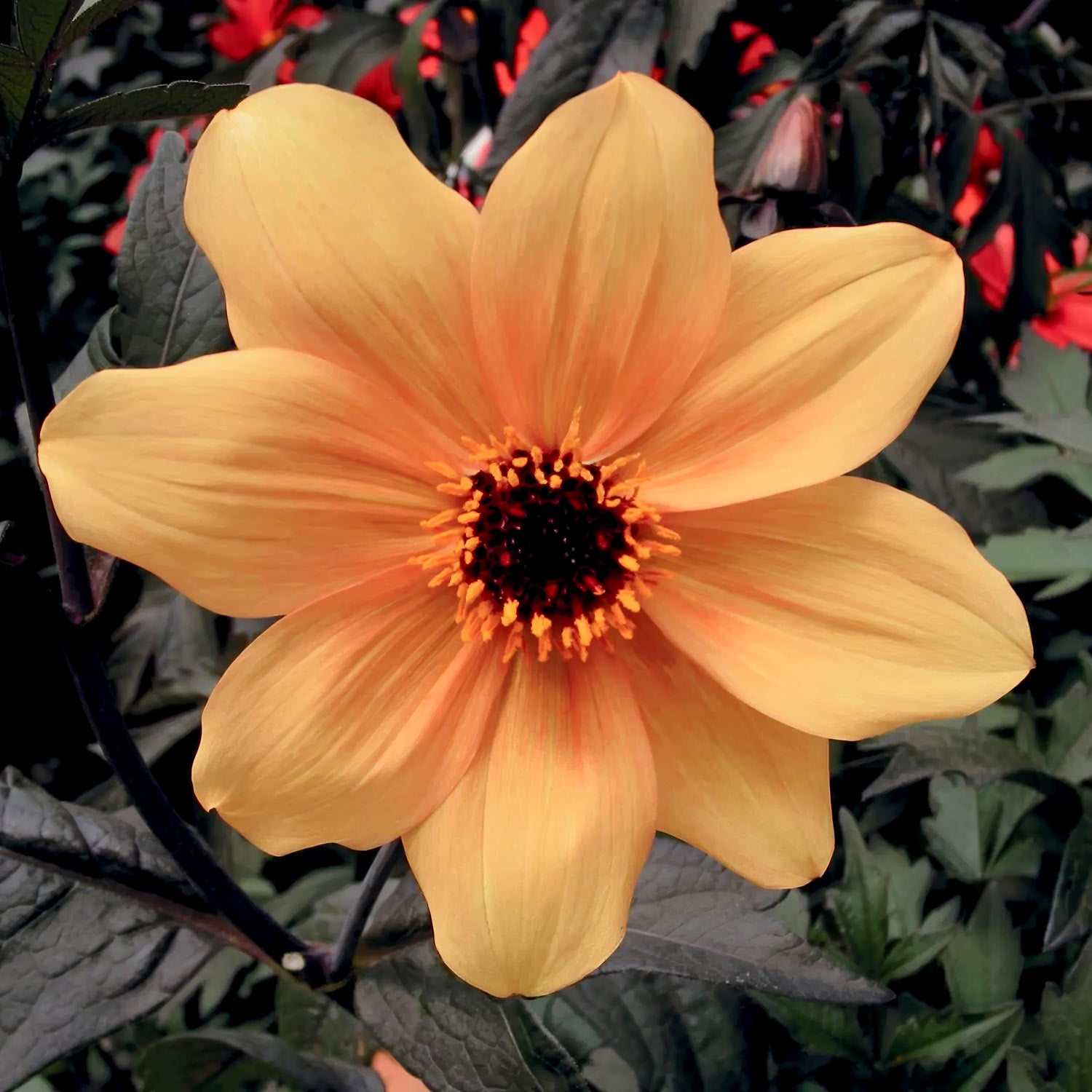 Dahlia 'Mystic Spirit' – Barnsdale Gardens