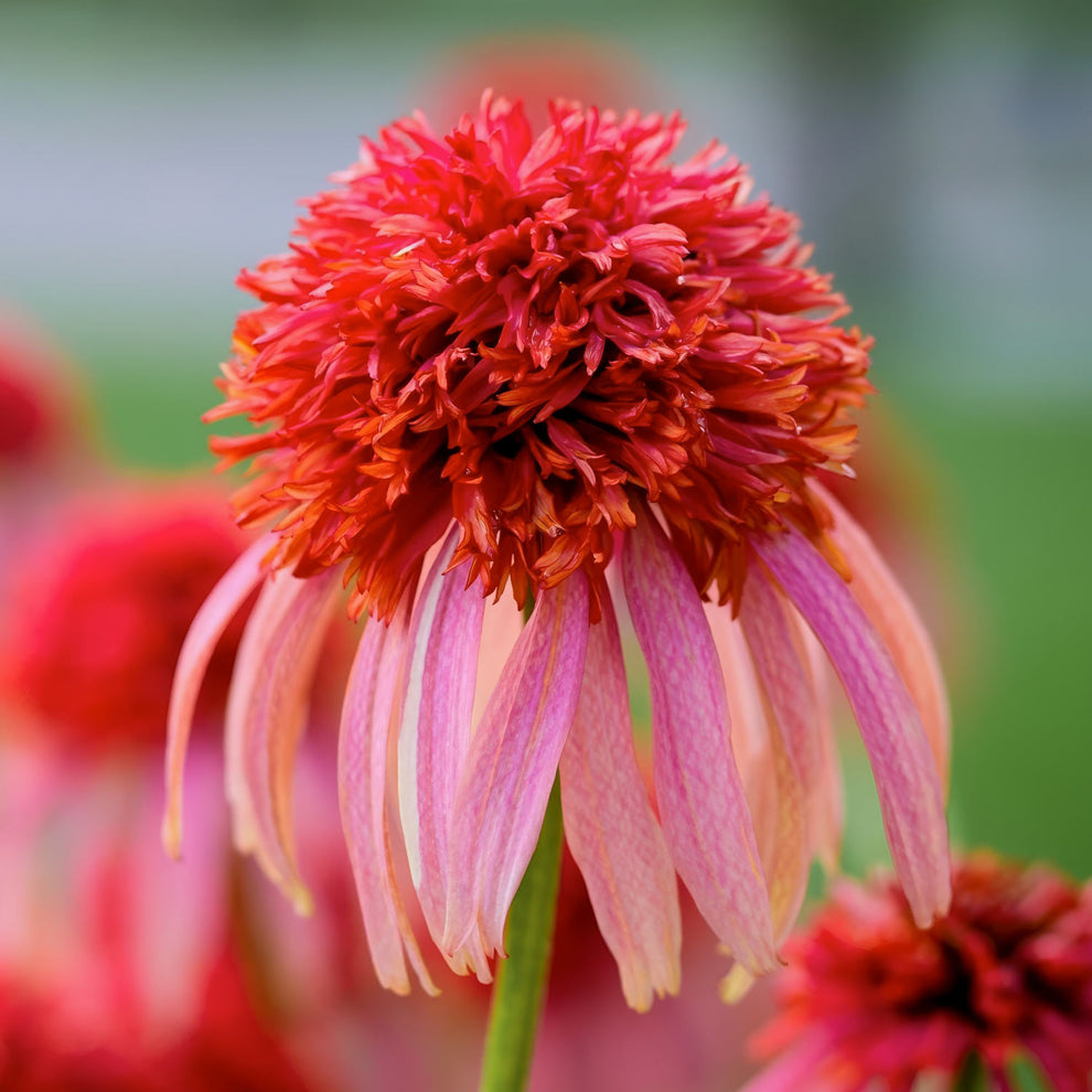 Echinacea 'Guava Ice' | Coral Pink Coneflower | Barnsdale Gardens