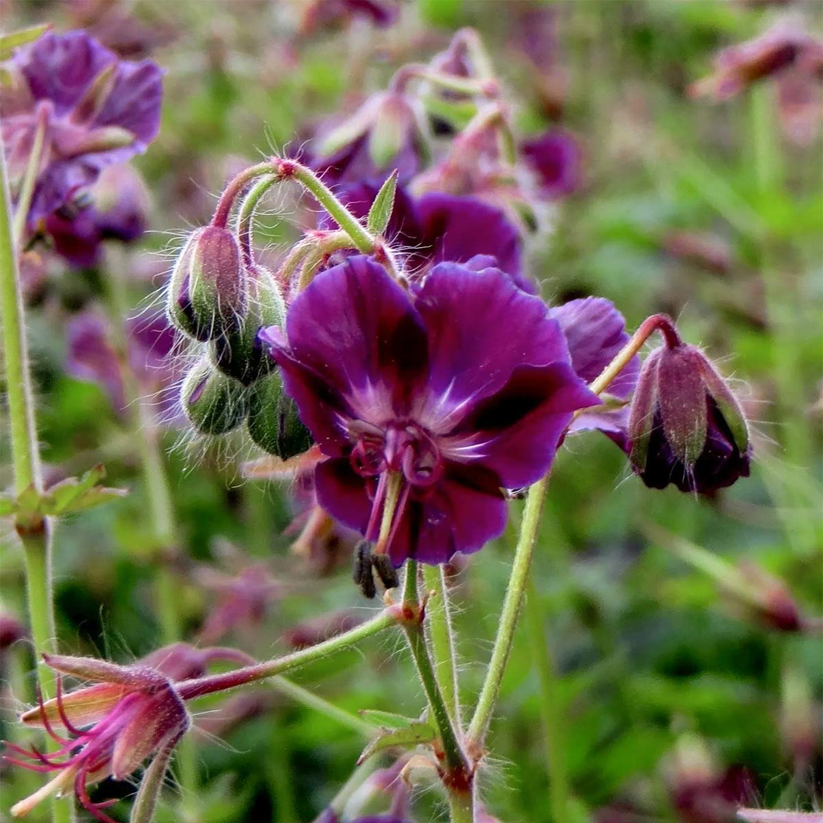 Geranium phaeum var. phaeum 'Samobor' – Barnsdale Gardens