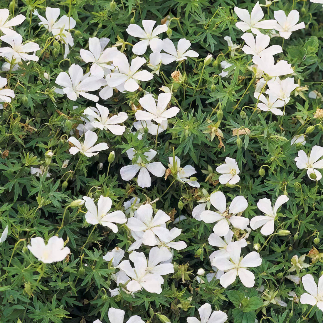 Geranium sanguineum 'Album' – Barnsdale Gardens