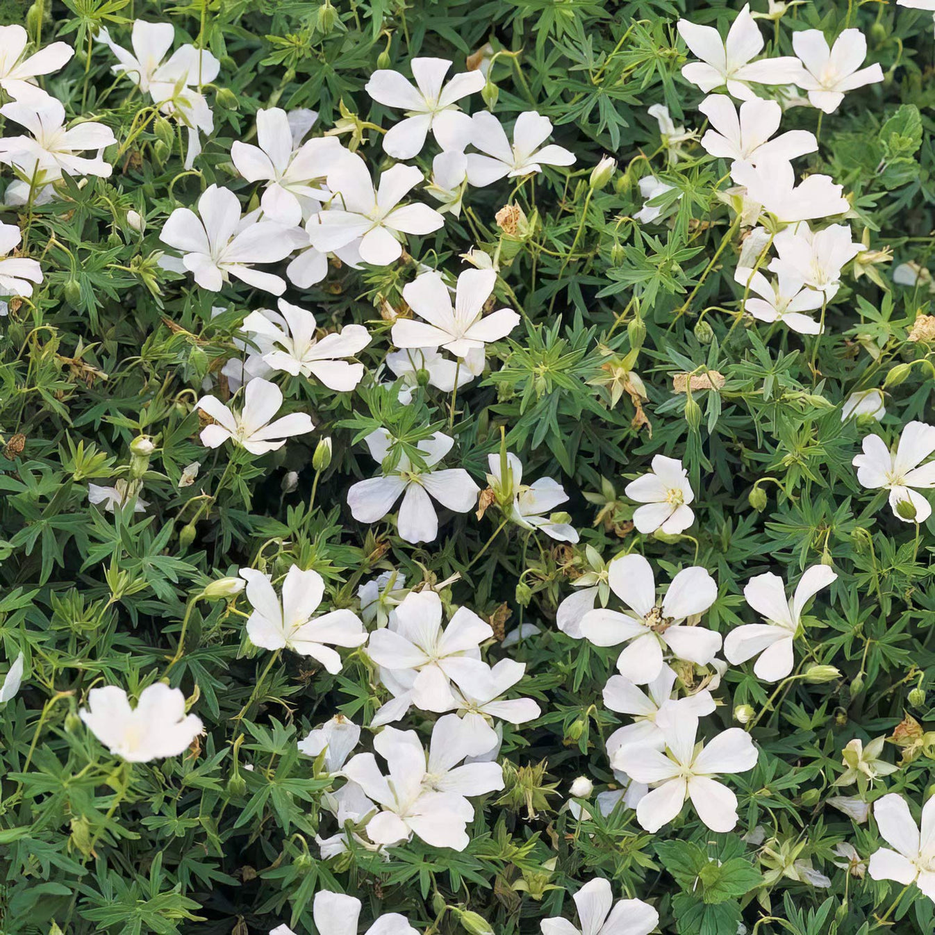 Geranium sanguineum 'Album' – Barnsdale Gardens
