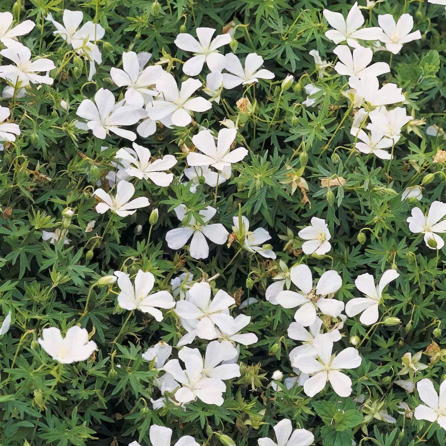 Geranium sanguineum 'Album' – Barnsdale Gardens