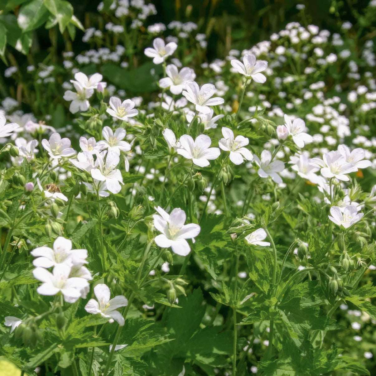 Geranium sylvaticum 'Album' – White Woodland Cranesbill | Buy Online ...