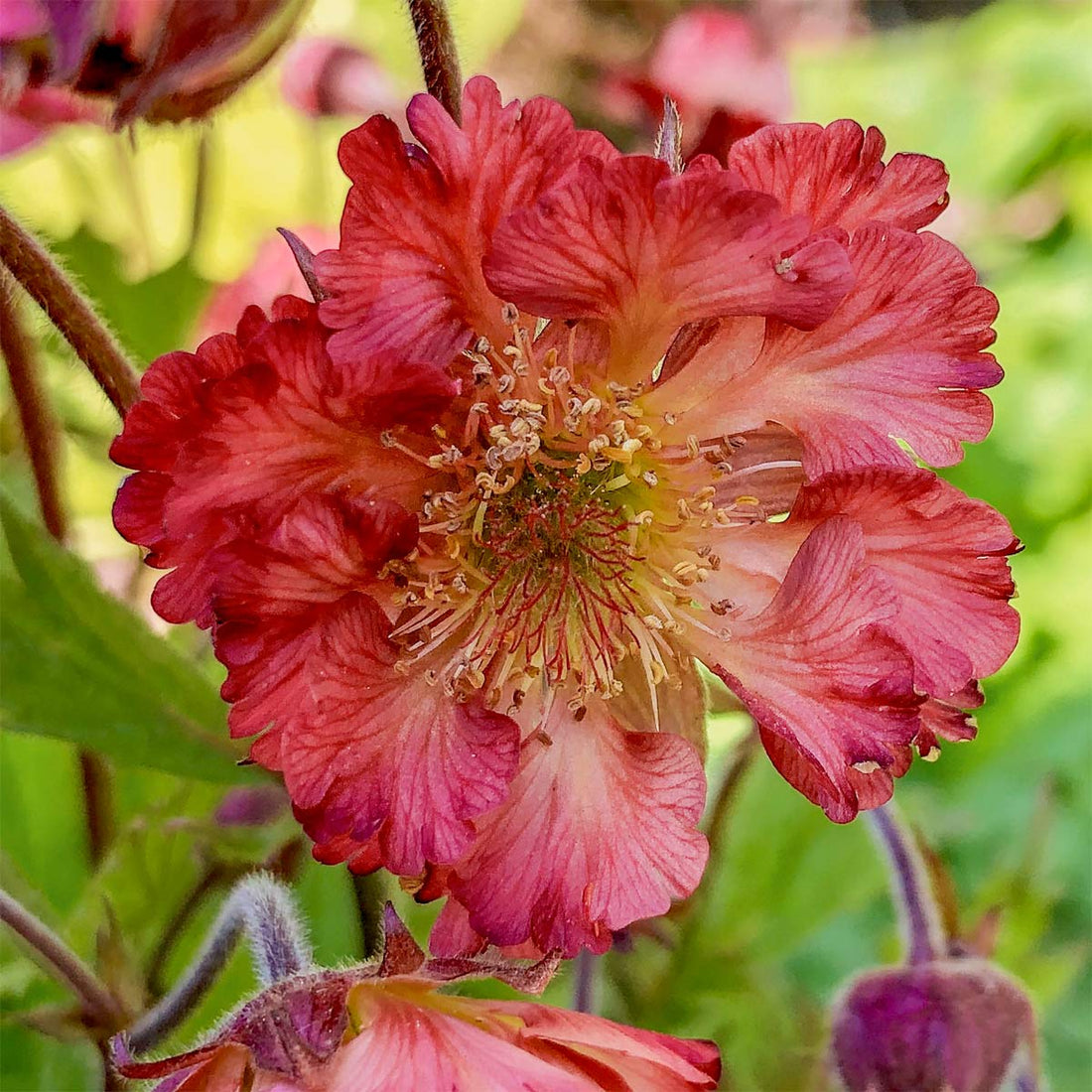 Geum 'Pink Petticoats' – Barnsdale Gardens