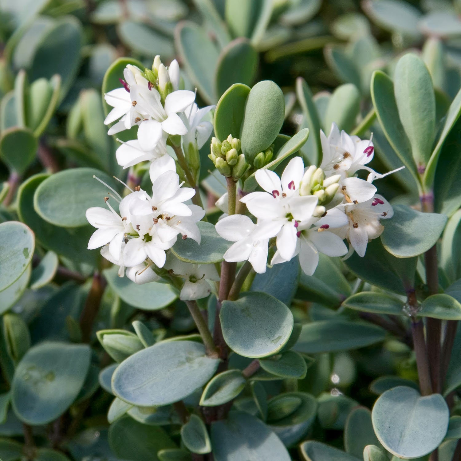 Hebe pinguifolia ‘Pagei’ – Compact Silver-Leaved Shrub – Barnsdale Gardens