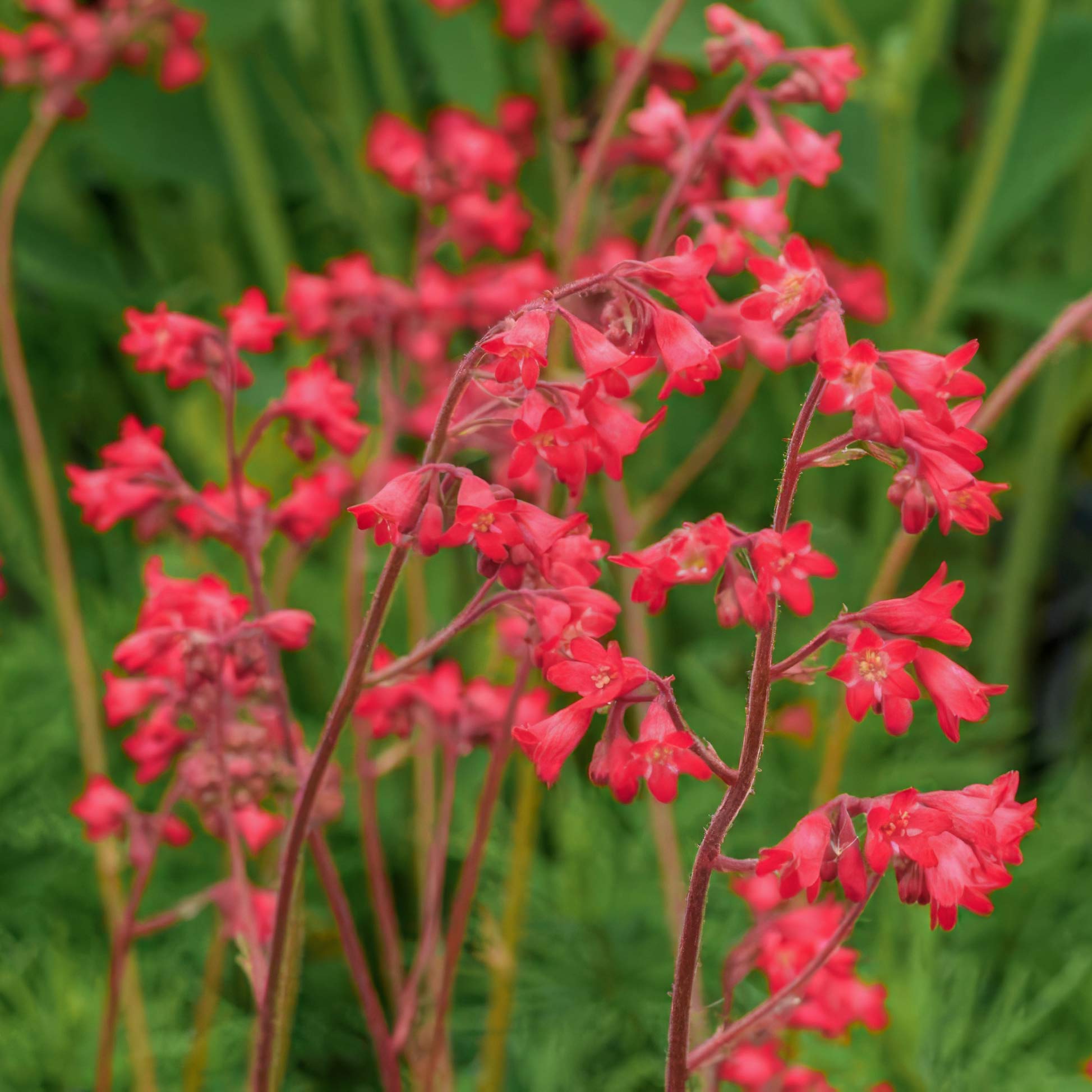 Heuchera ‘Leuchtkäfer’ | Red Flowering Alum Root Perennial – Barnsdale ...