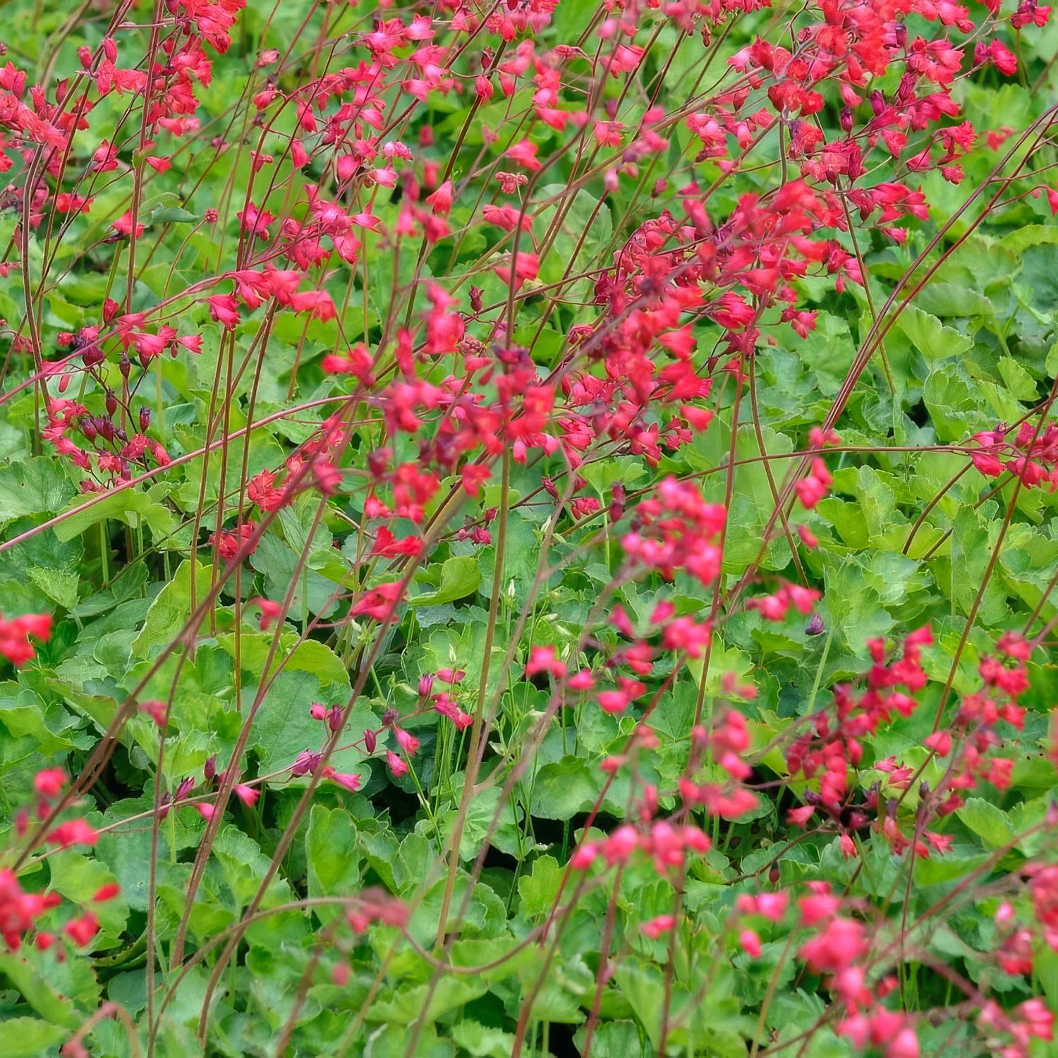 Heuchera ‘Leuchtkäfer’ | Red Flowering Alum Root Perennial – Barnsdale ...