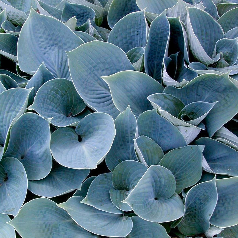 Hosta 'Hadspen Blue' – Barnsdale Gardens
