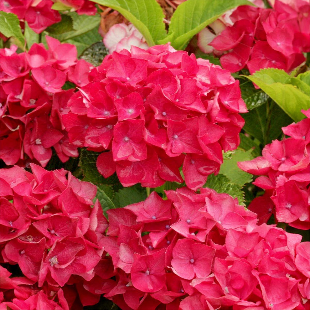 Hydrangea macrophylla 'Red Baron' – Barnsdale Gardens