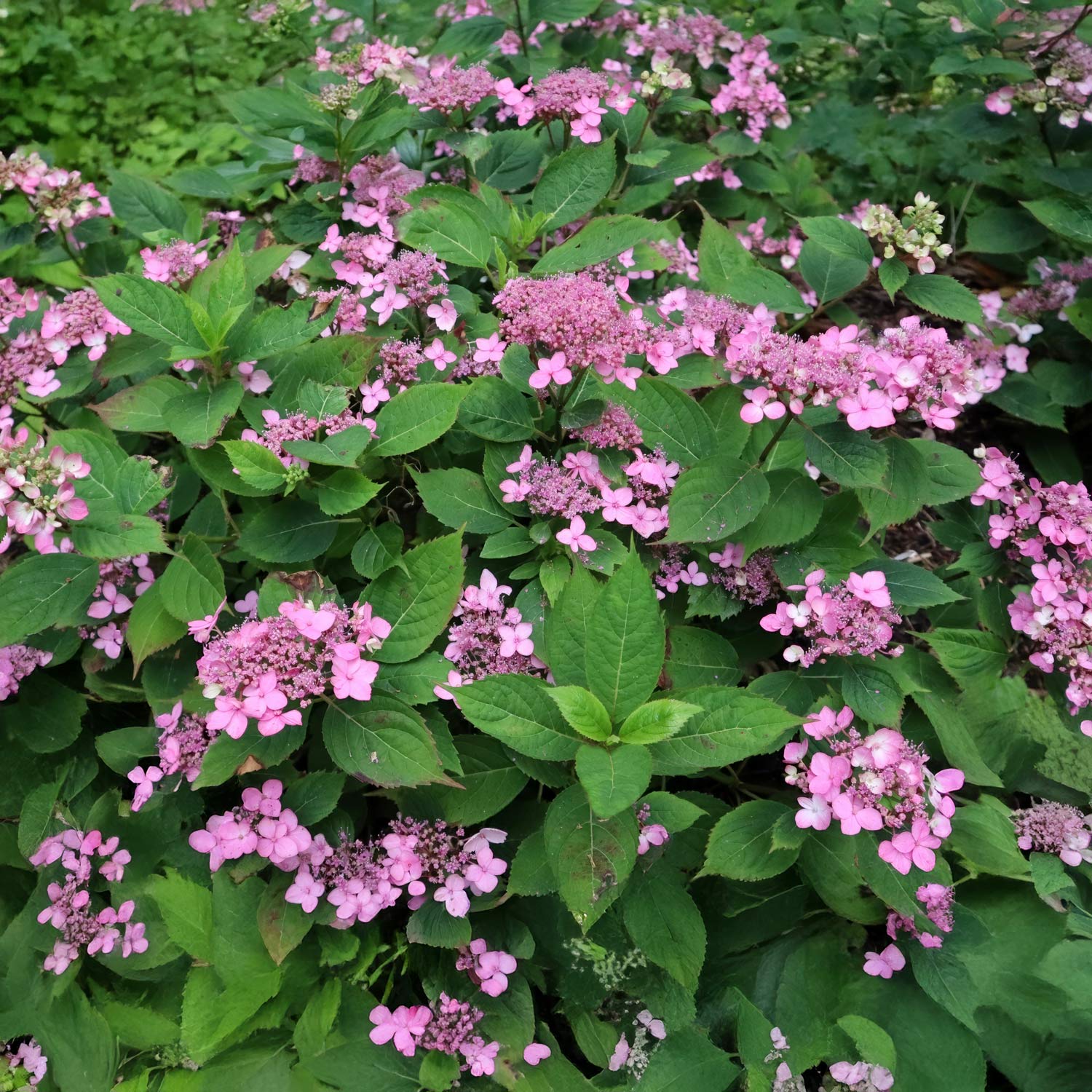 Hydrangea serrata 'Magic Pillow' (Pink) – Barnsdale Gardens