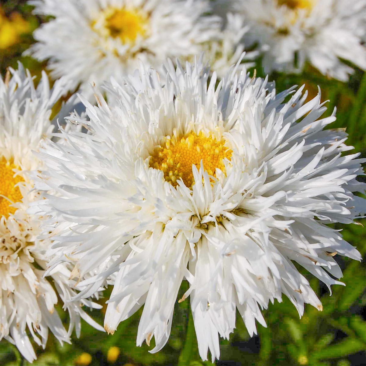 Leucanthemum x superbum 'Alaska' (Shasta daisy 'Alaska') – Barnsdale ...