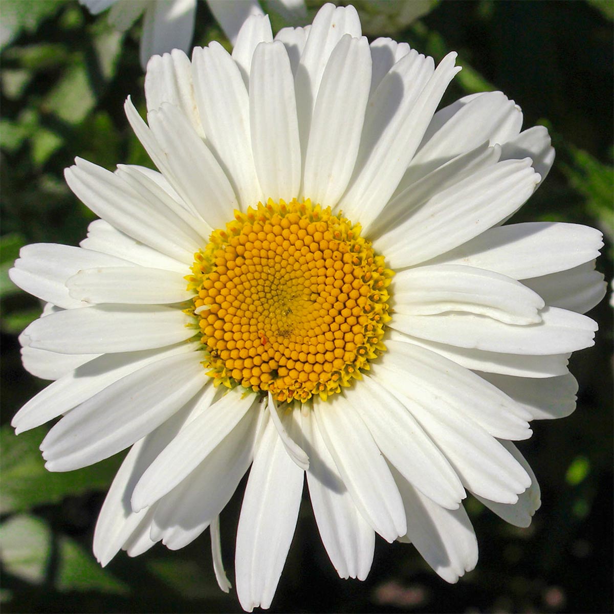 Leucanthemum x superbum 'Alaska' (Shasta daisy 'Alaska') – Barnsdale ...