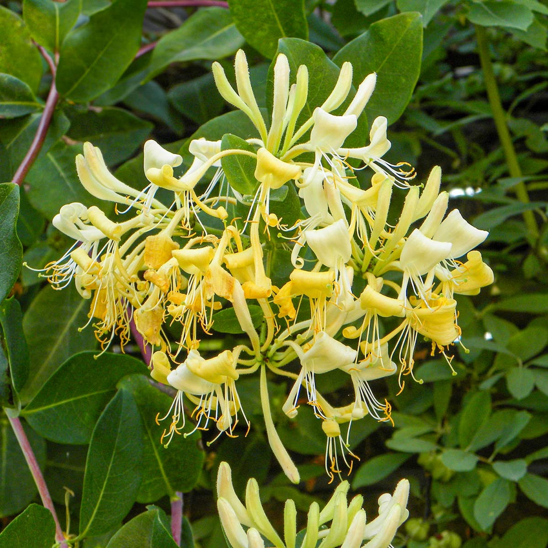 Lonicera periclymenum 'Graham Thomas' – Barnsdale Gardens