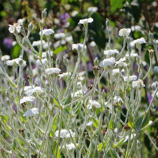 Lychnis coronaria 'Alba' – Barnsdale Gardens