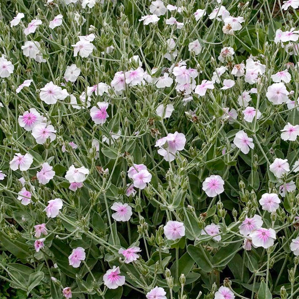 Lychnis coronaria 'Angel's Blush' – Barnsdale Gardens