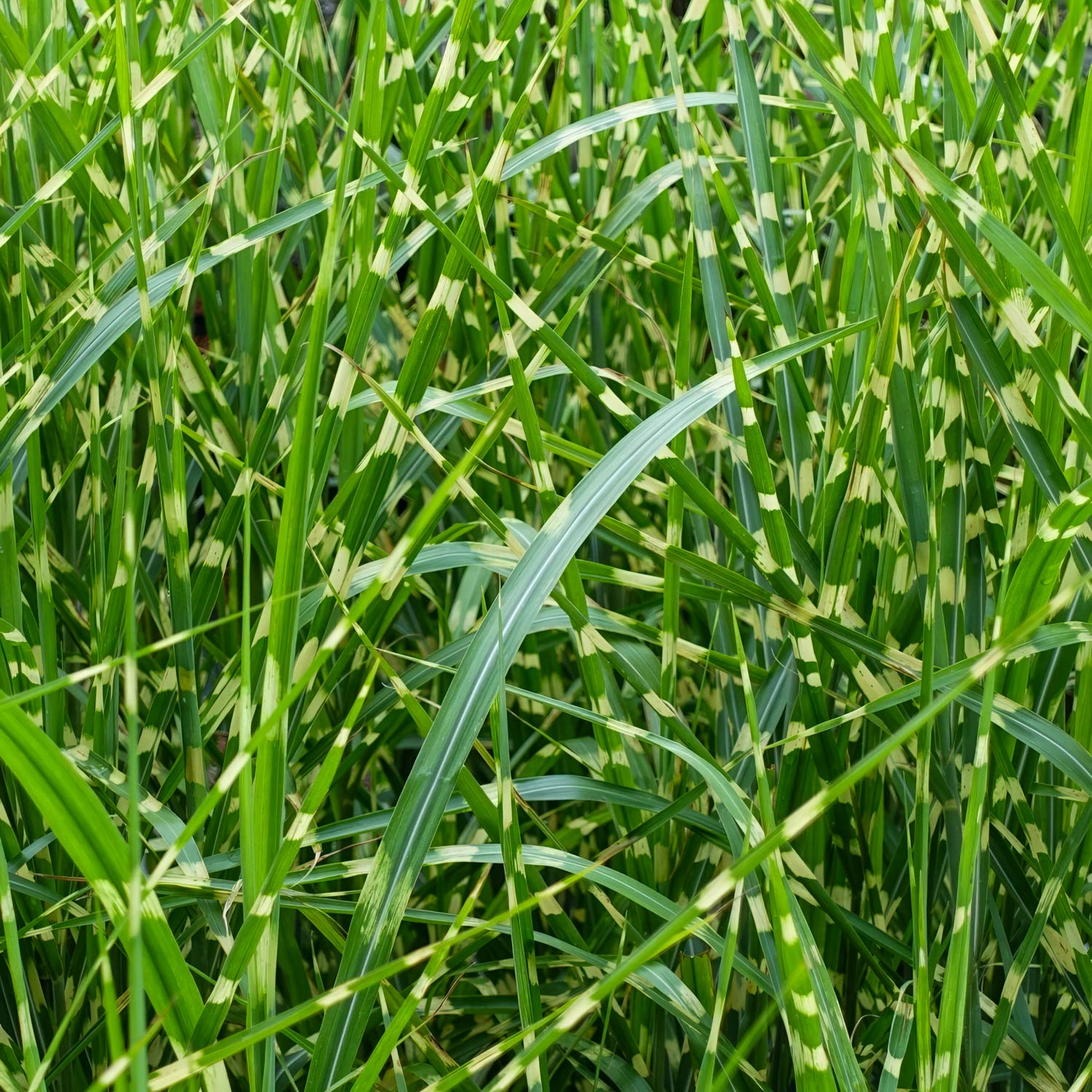 Miscanthus sinensis ‘Strictus’ – Porcupine Grass – Barnsdale Gardens