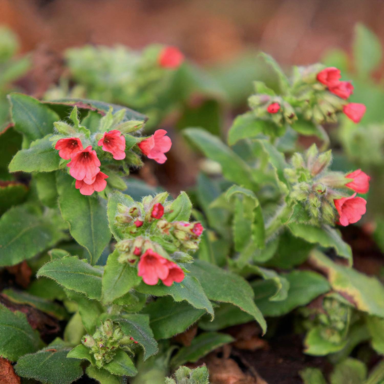 Pulmonaria ‘Redstart’ – Bright Red Spring Flowers for Shade – Barnsdale ...