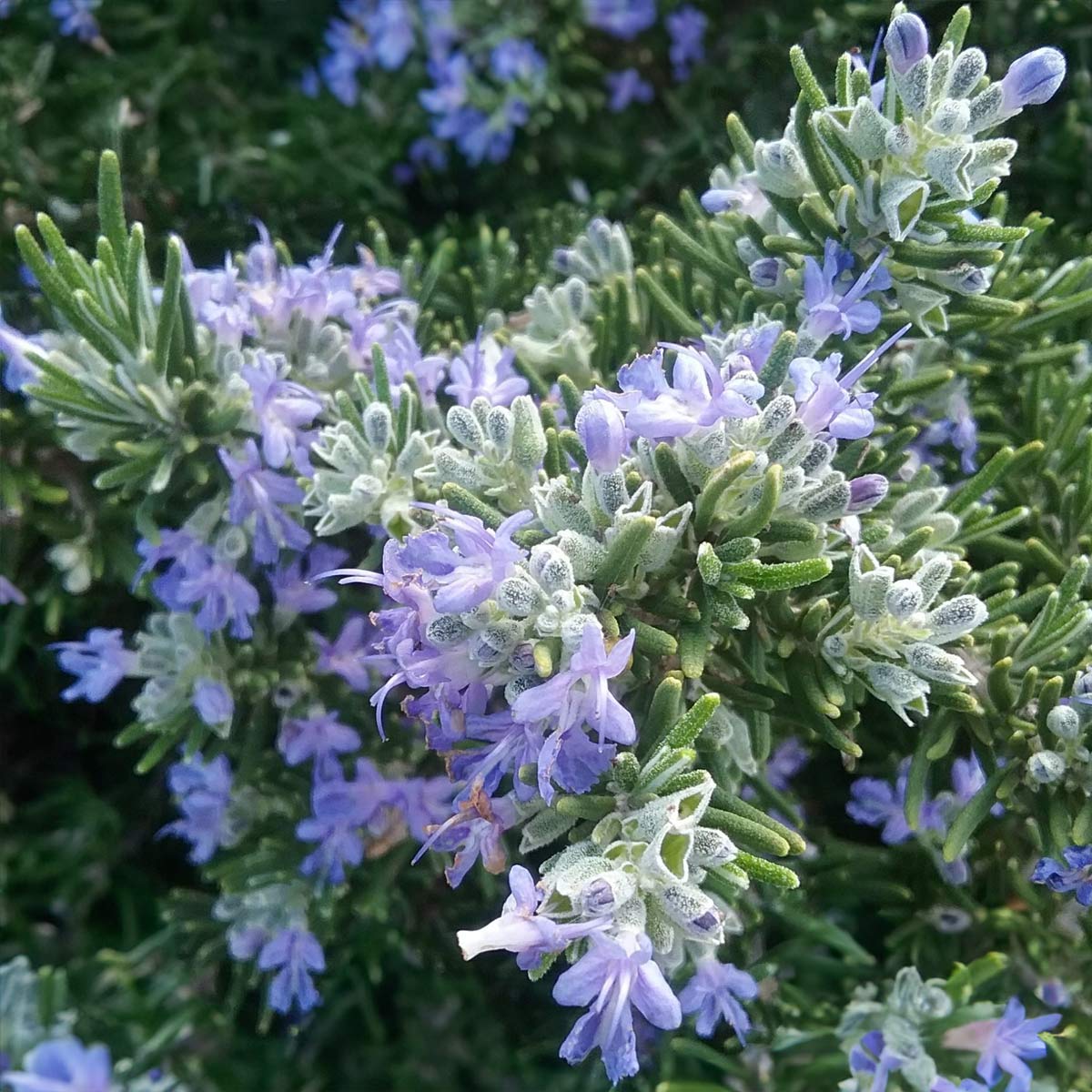 Rosmarinus officinalis 'Roman Beauty' (Rosemary) – Barnsdale Gardens