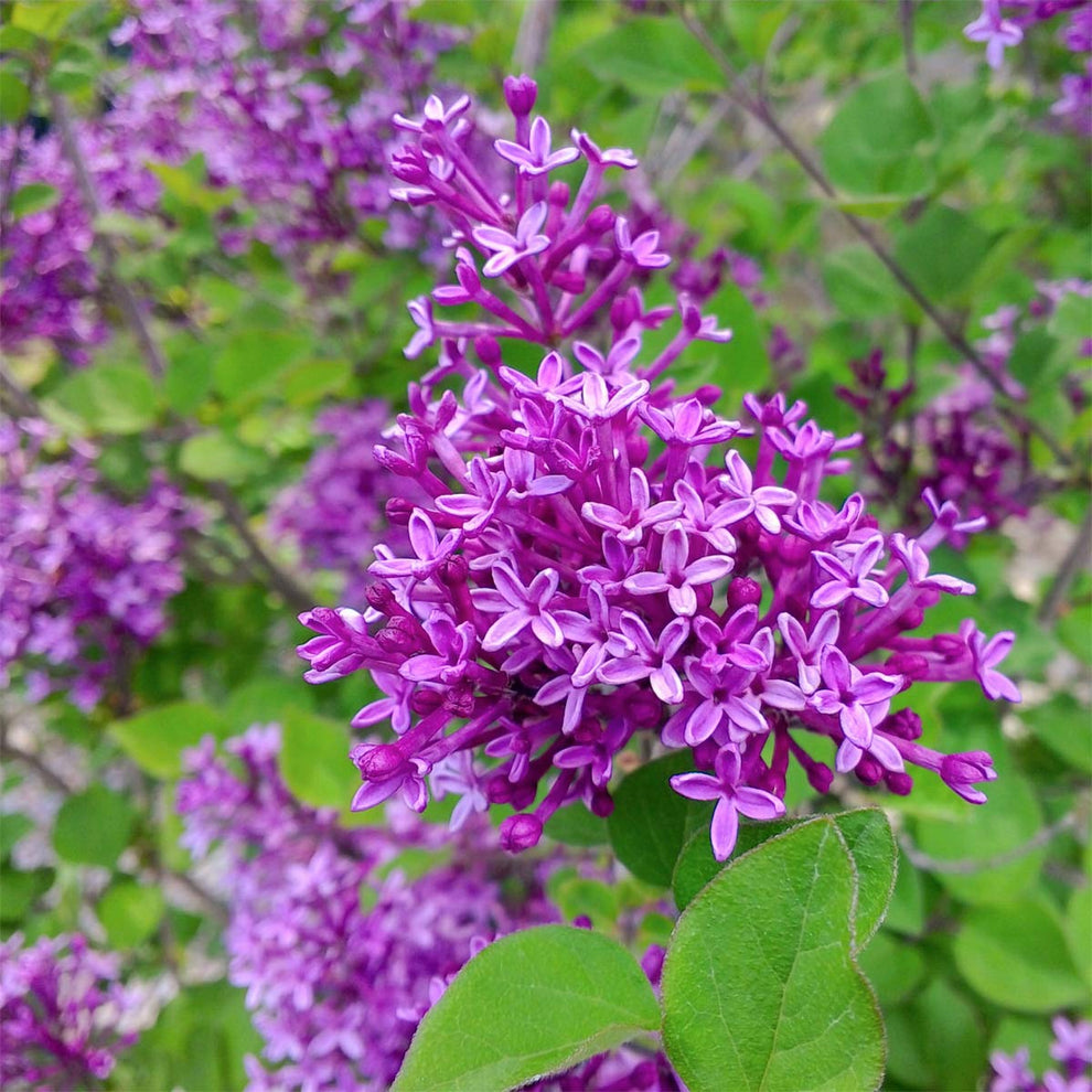 Syringa 'Bloomerang Dark Purple' – Barnsdale Gardens