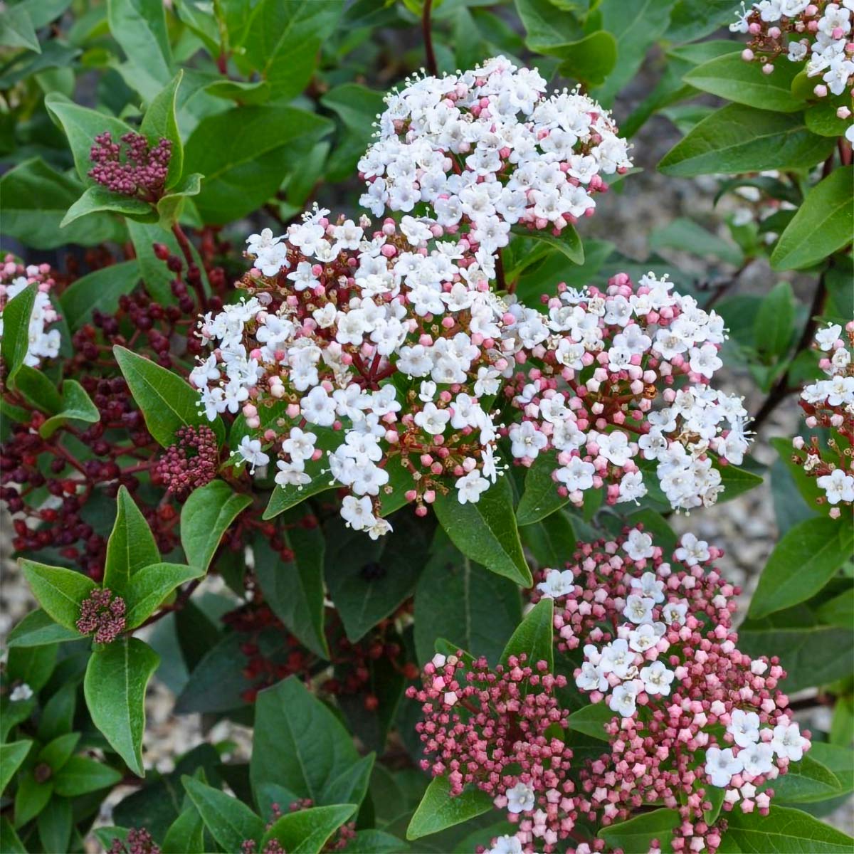 Viburnum tinus 'Spirit' – Barnsdale Gardens