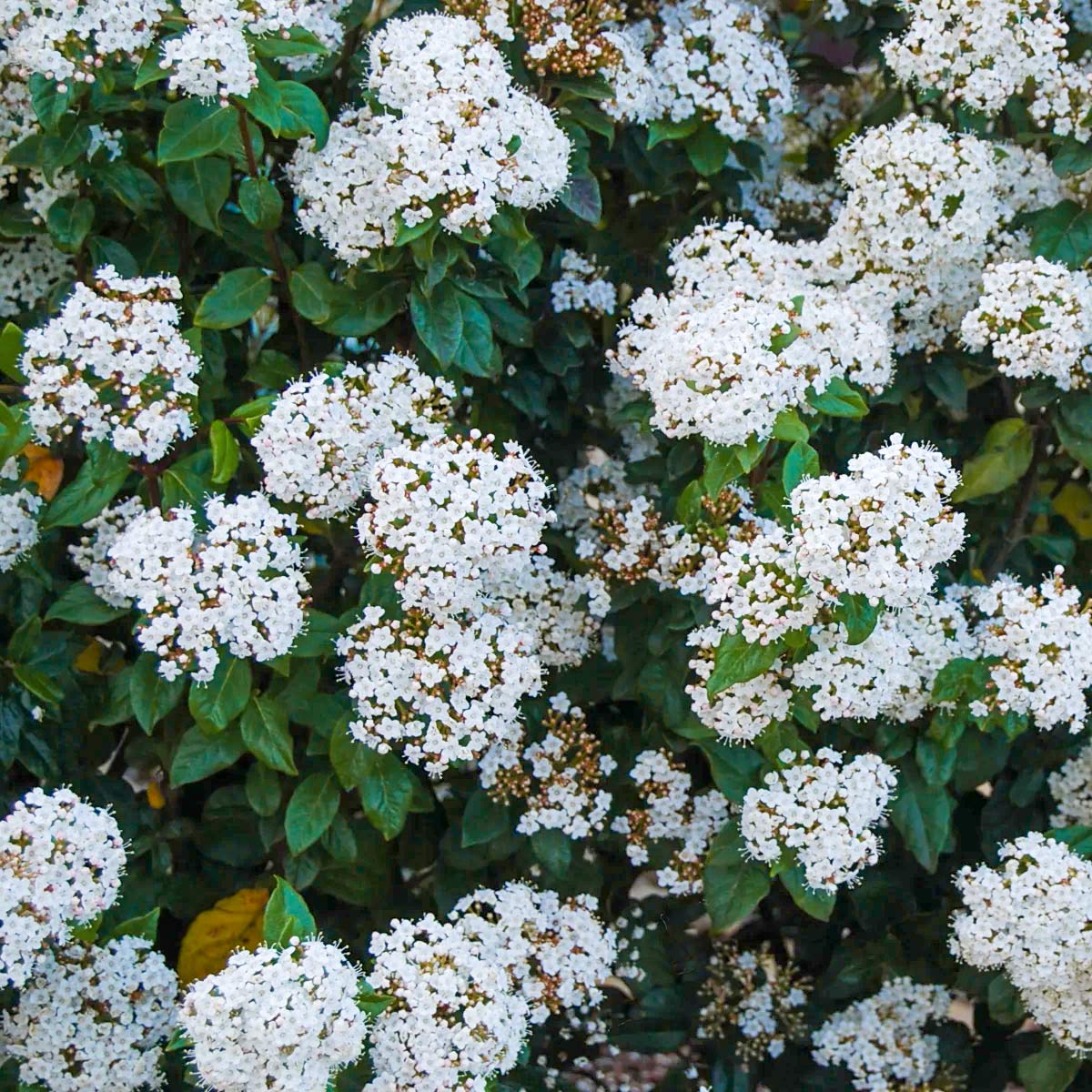 Viburnum tinus 'Spirit' – Barnsdale Gardens