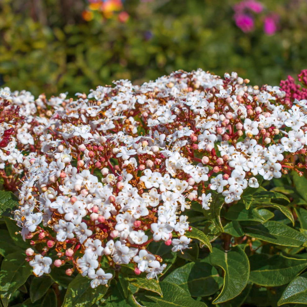 Viburnum tinus 'Spirit' – Barnsdale Gardens
