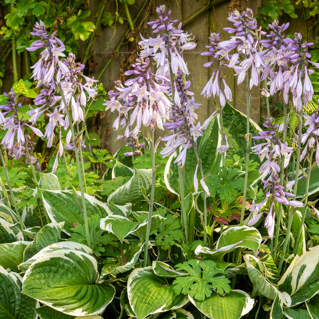 Hosta 'Minuteman' – Barnsdale Gardens