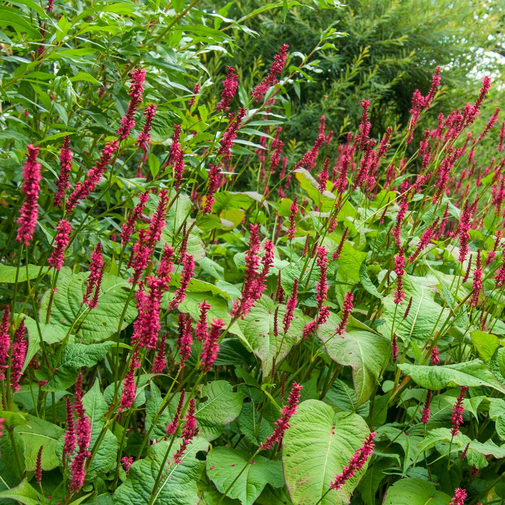 Persicaria amplexicaulis 'Firetail' – Barnsdale Gardens