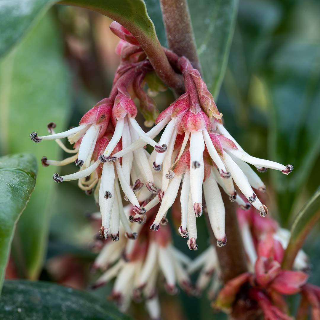 Sarcococca hookeriana 'Winter Gem' – Barnsdale Gardens