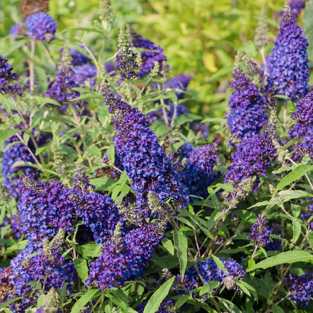 Buddleja davidii 'Buzz Indigo' – Barnsdale Gardens