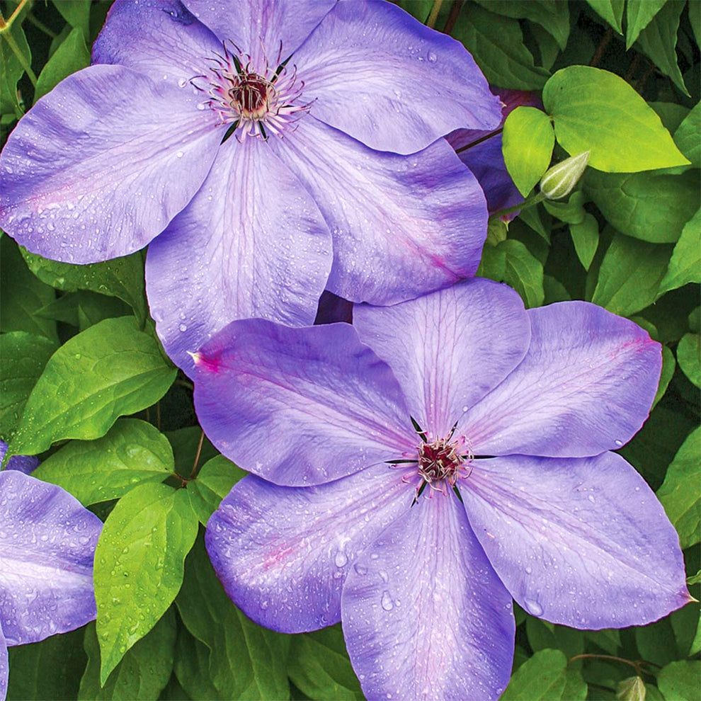 Clematis 'Elsa Spath' – Barnsdale Gardens