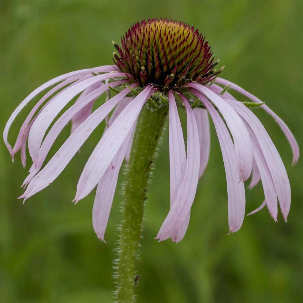 Echinacea pallida – Barnsdale Gardens